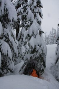 About Tree Wells – Tree Well and Snow Immersion Suffocation (SIS)